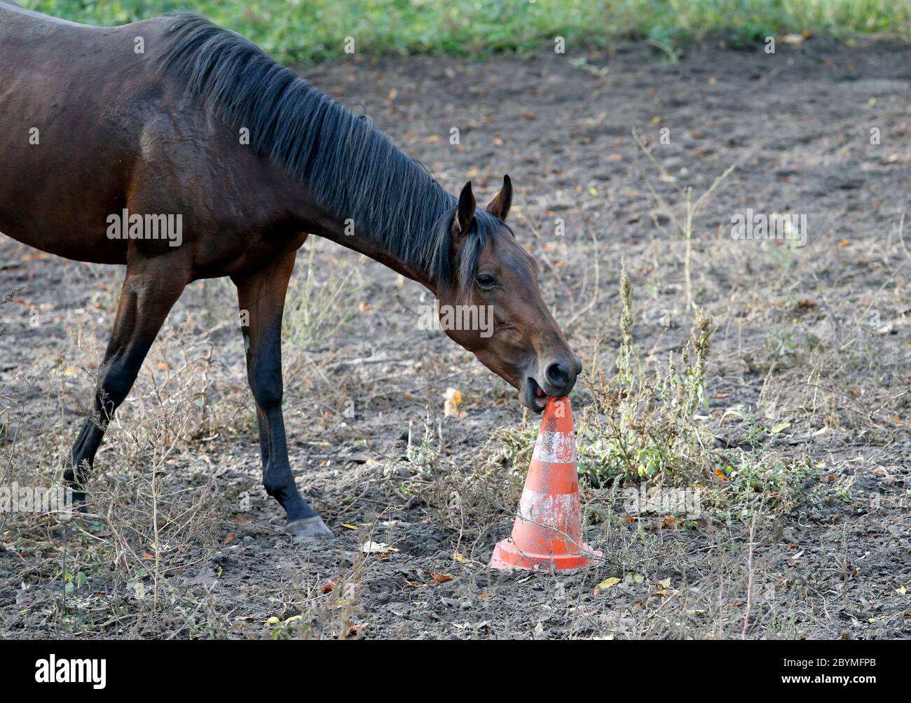 Paddock game hi-res stock photography and images - Alamy