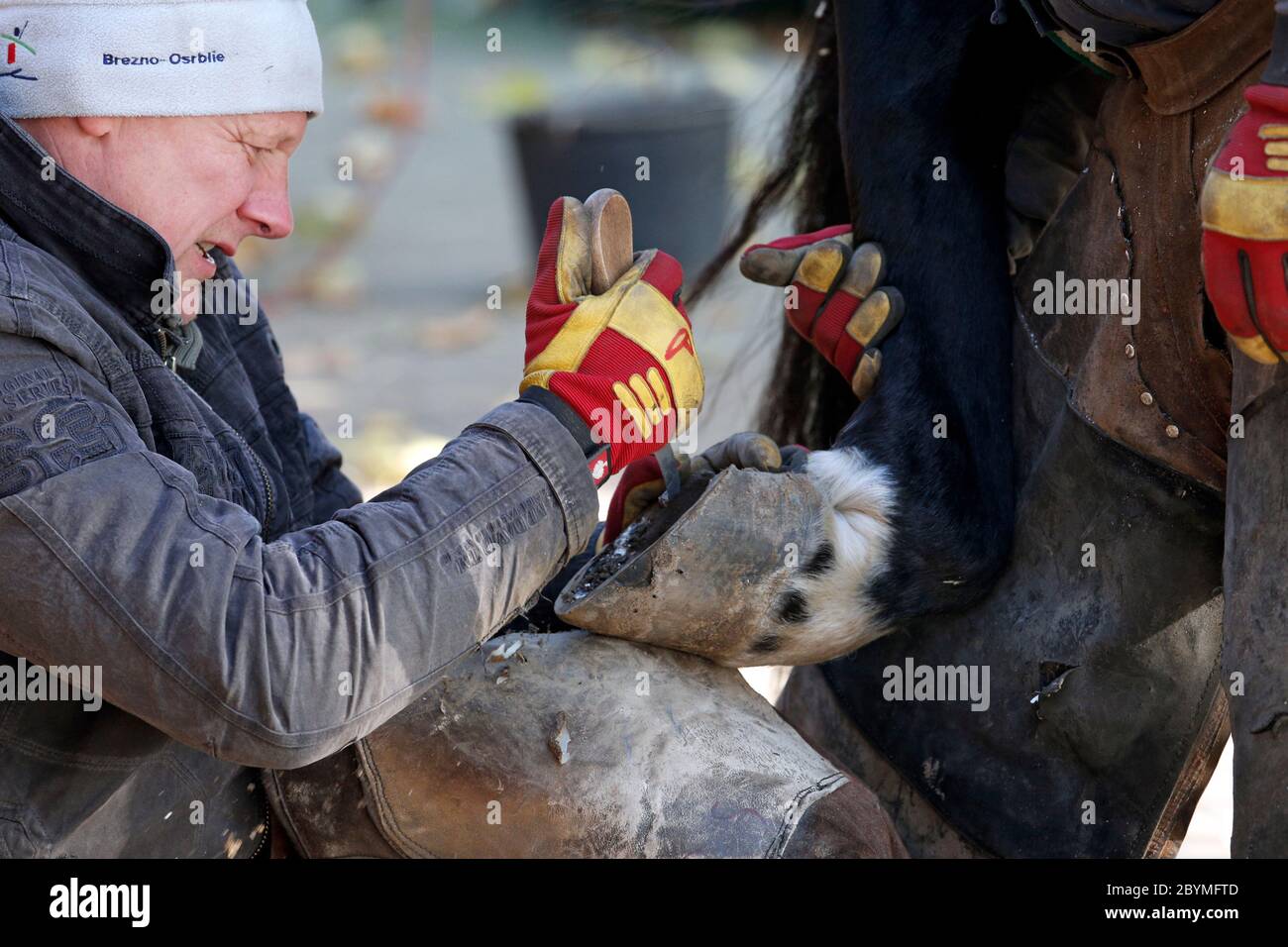 Hoof knife hi-res stock photography and images - Alamy