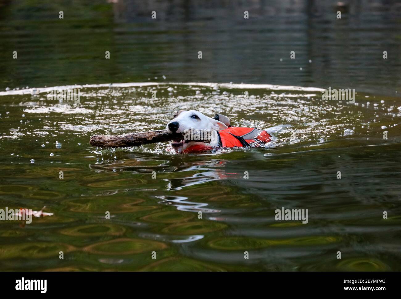 Miniature white bull terrier swimming in a creek with a stick Stock ...