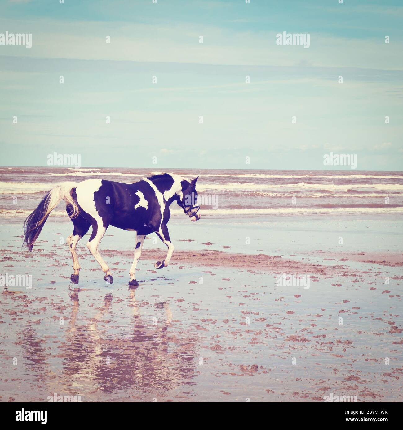 Dancing horse hi-res stock photography and images - Alamy