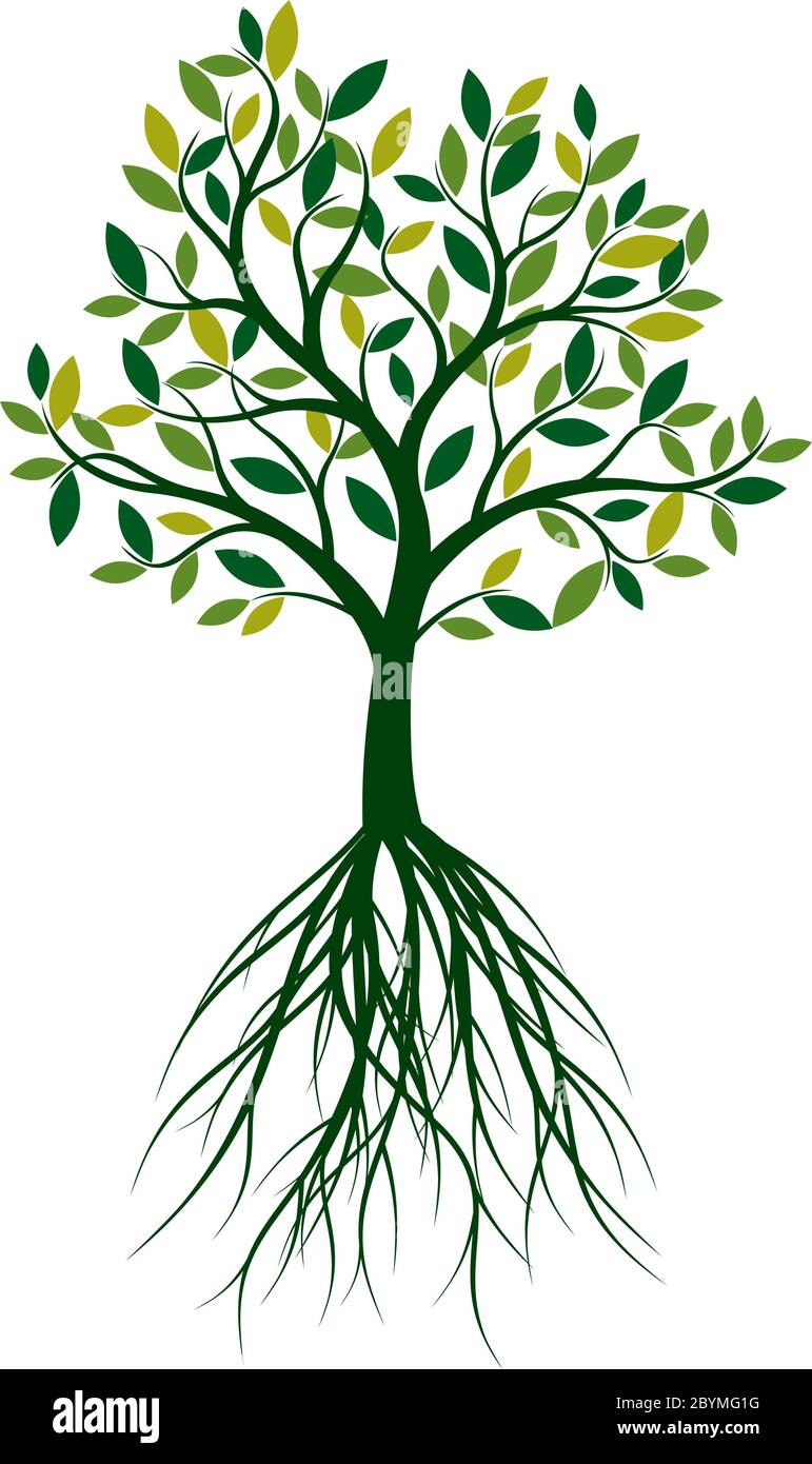 Green Spring Tree with Roots. Vector outline Illustration. Plant in ...
