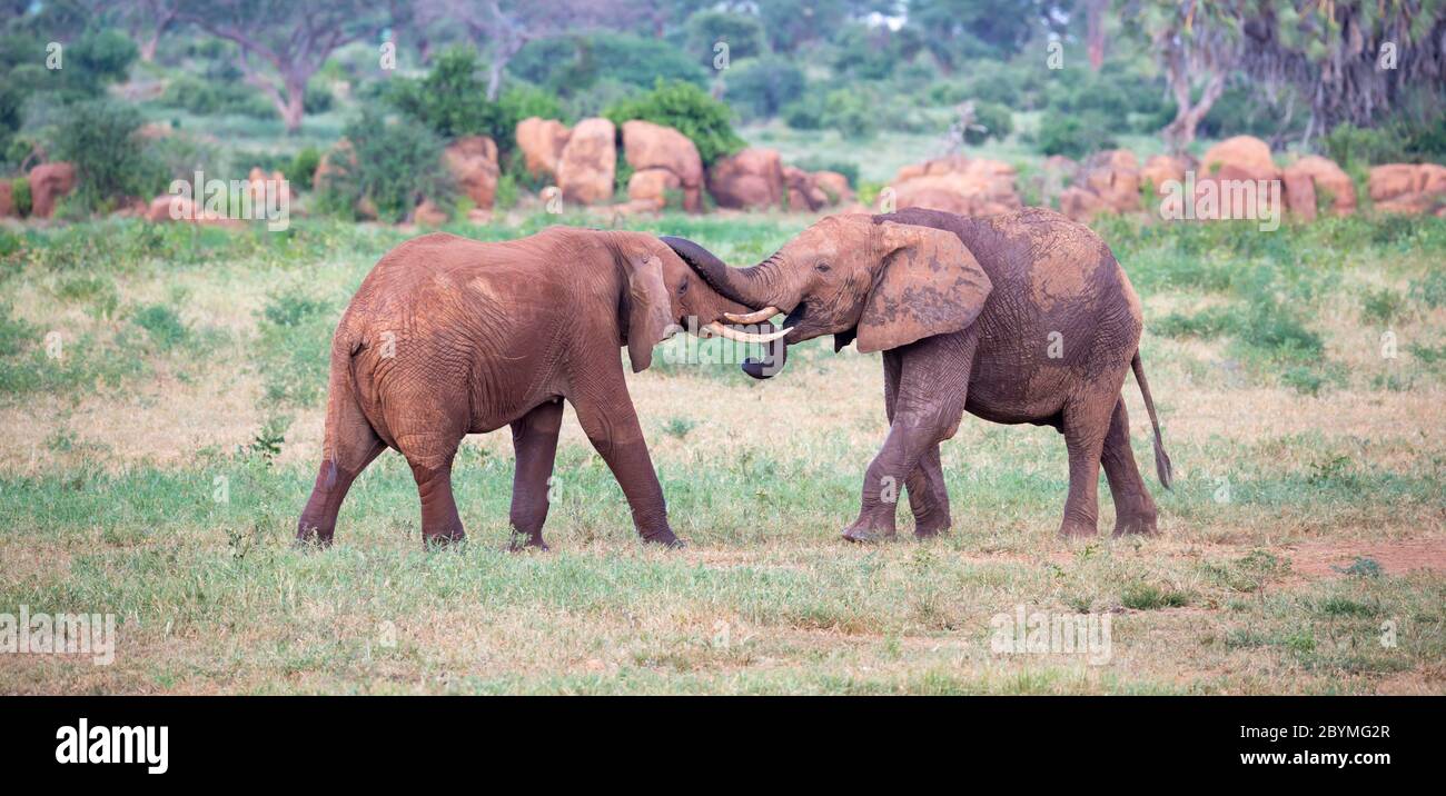 Some big red elephants try to fight each other with the trunks Stock ...