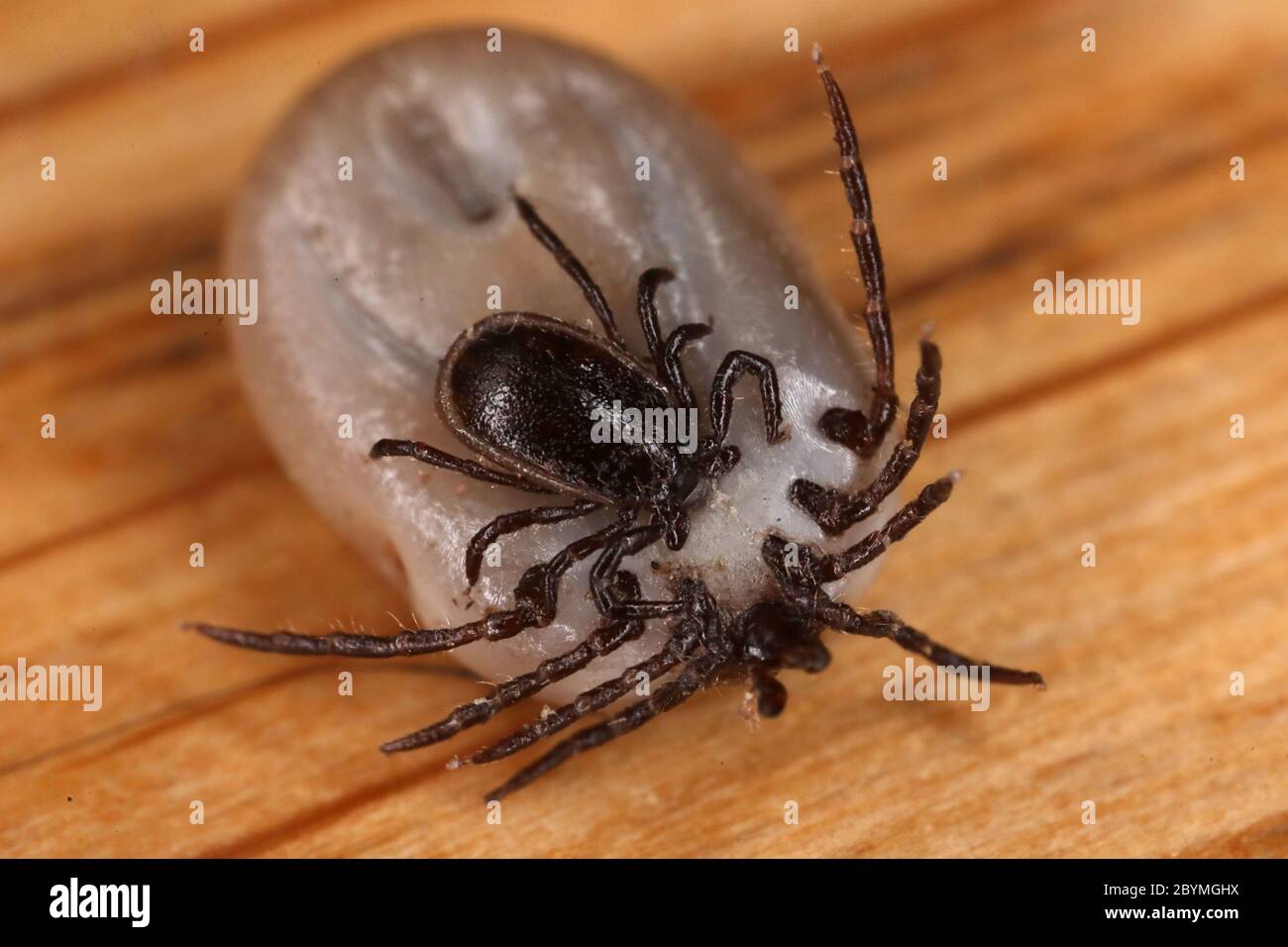 Mating ticks hi-res stock photography and images - Alamy