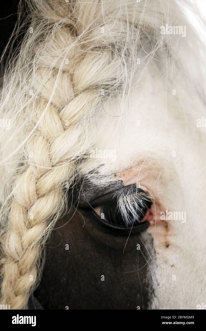 Inflammation of conjunctiva hi-res stock photography and images - Alamy