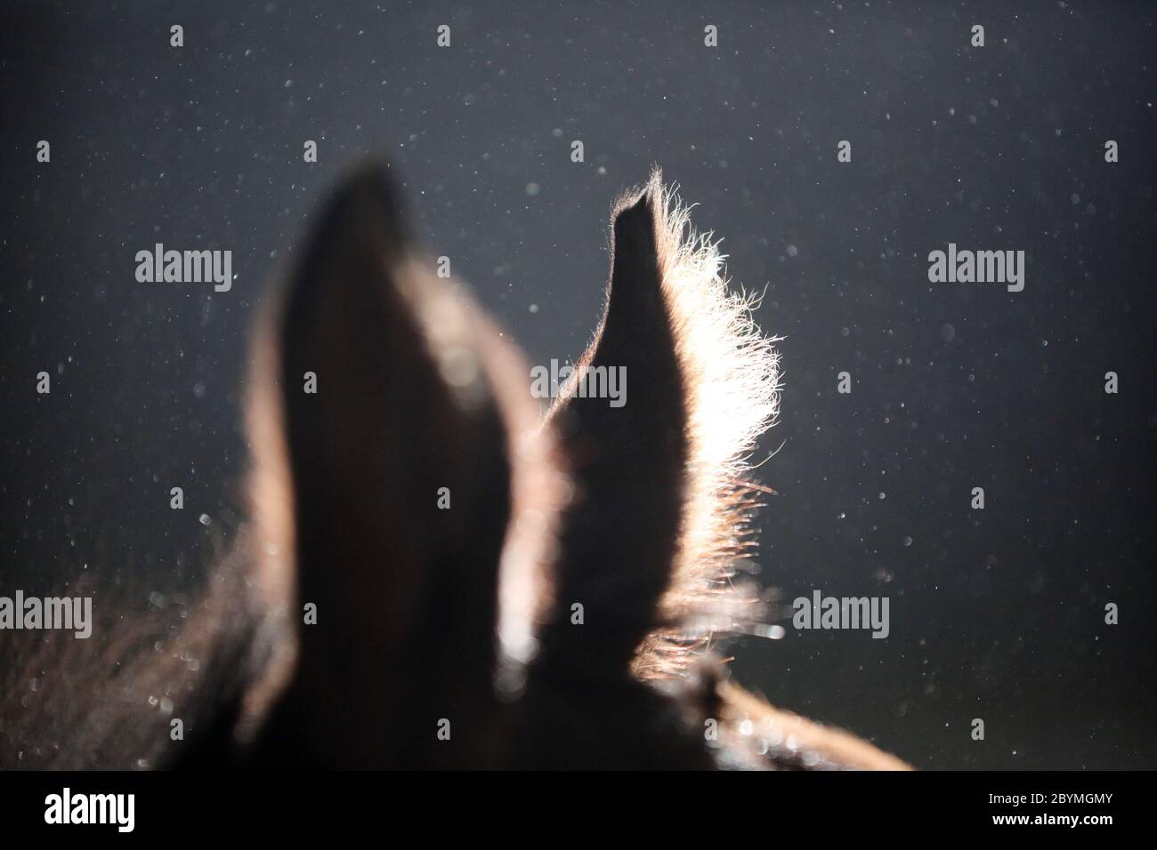 Particles of dust in the air hi-res stock photography and images - Alamy