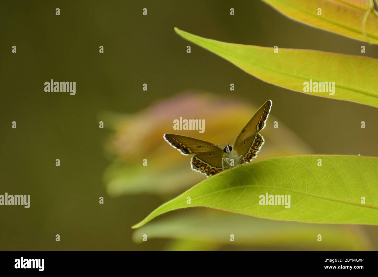 butterfly of himalayas Stock Photo - Alamy
