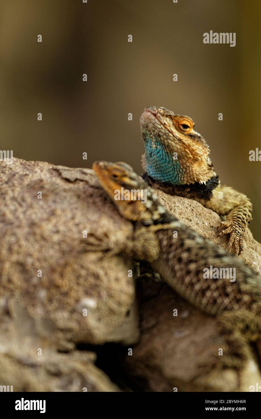 Lizards scales hi-res stock photography and images - Alamy