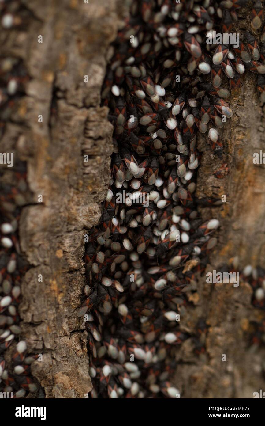 Close up photo of bugs on the trunk Stock Photo - Alamy