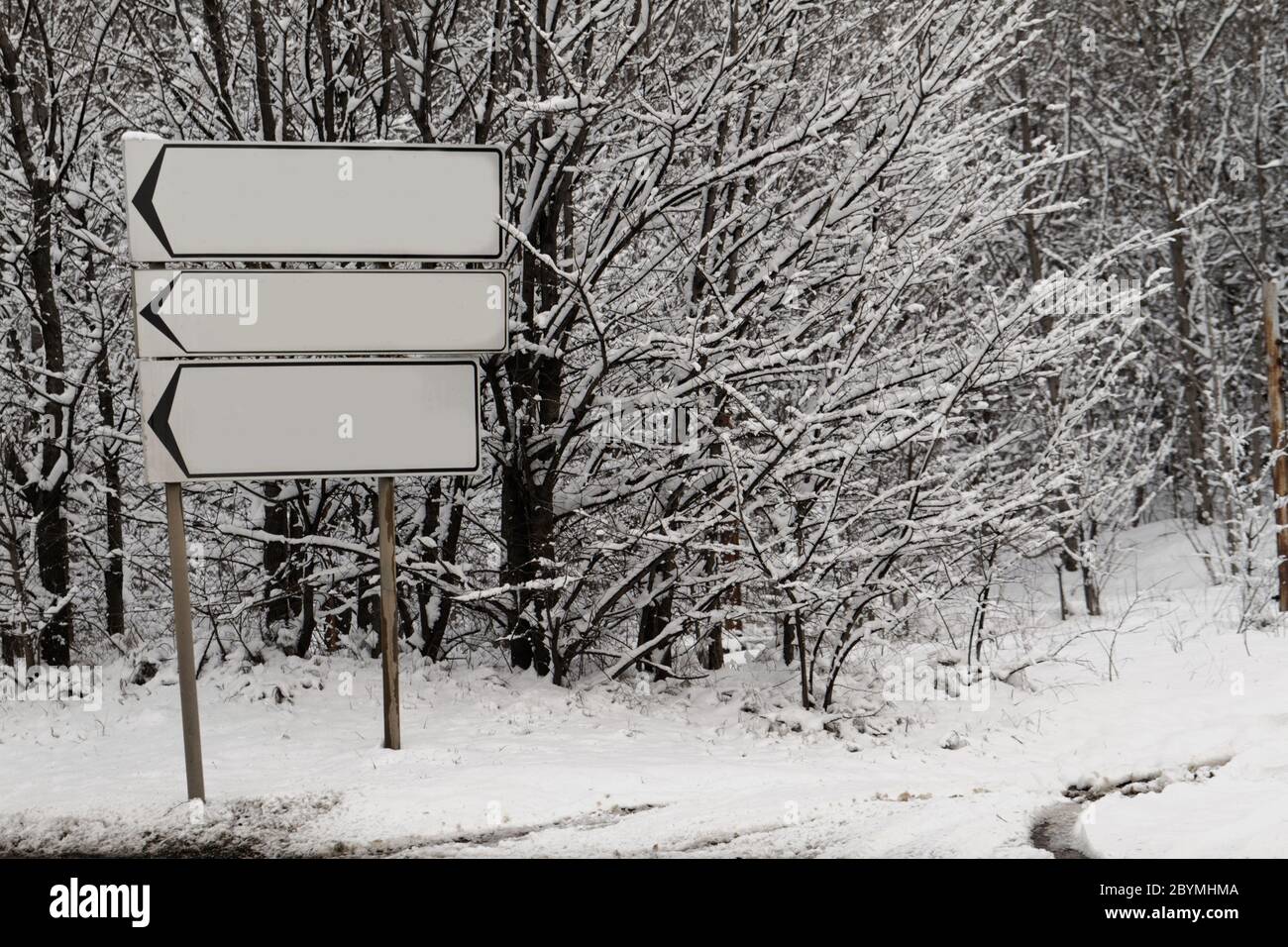 Forest of thin trees covered in snow Stock Photo - Alamy