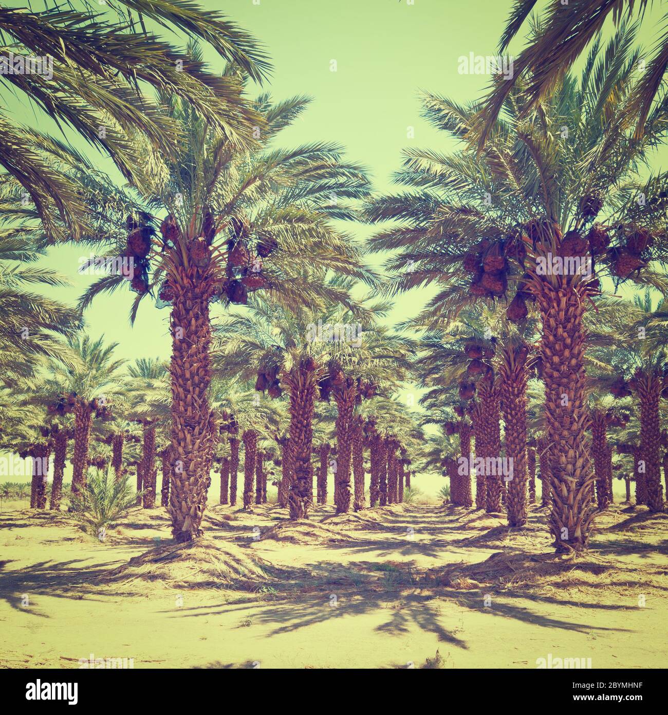 Oasis date farming hi-res stock photography and images - Alamy