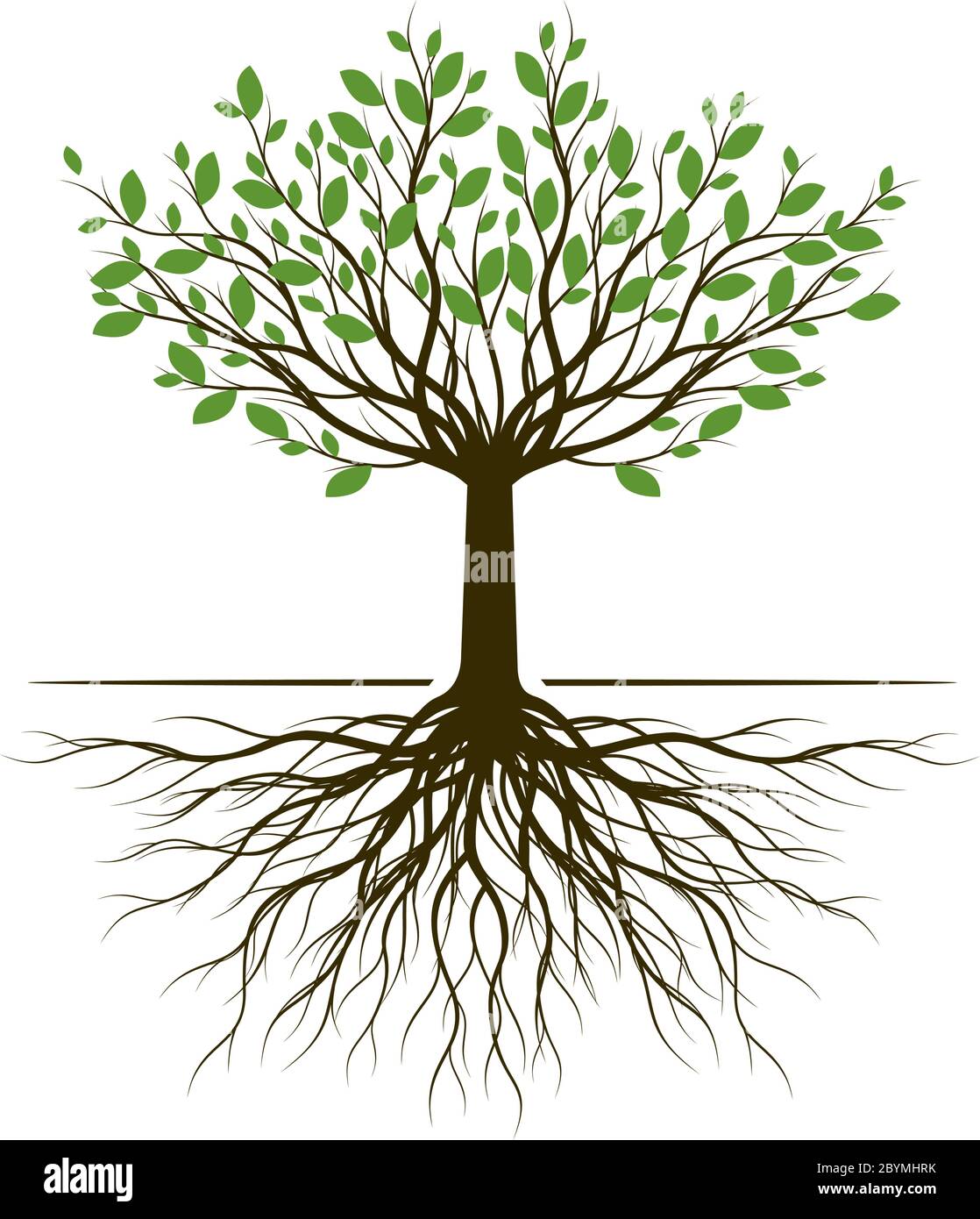 Plant Roots Vector