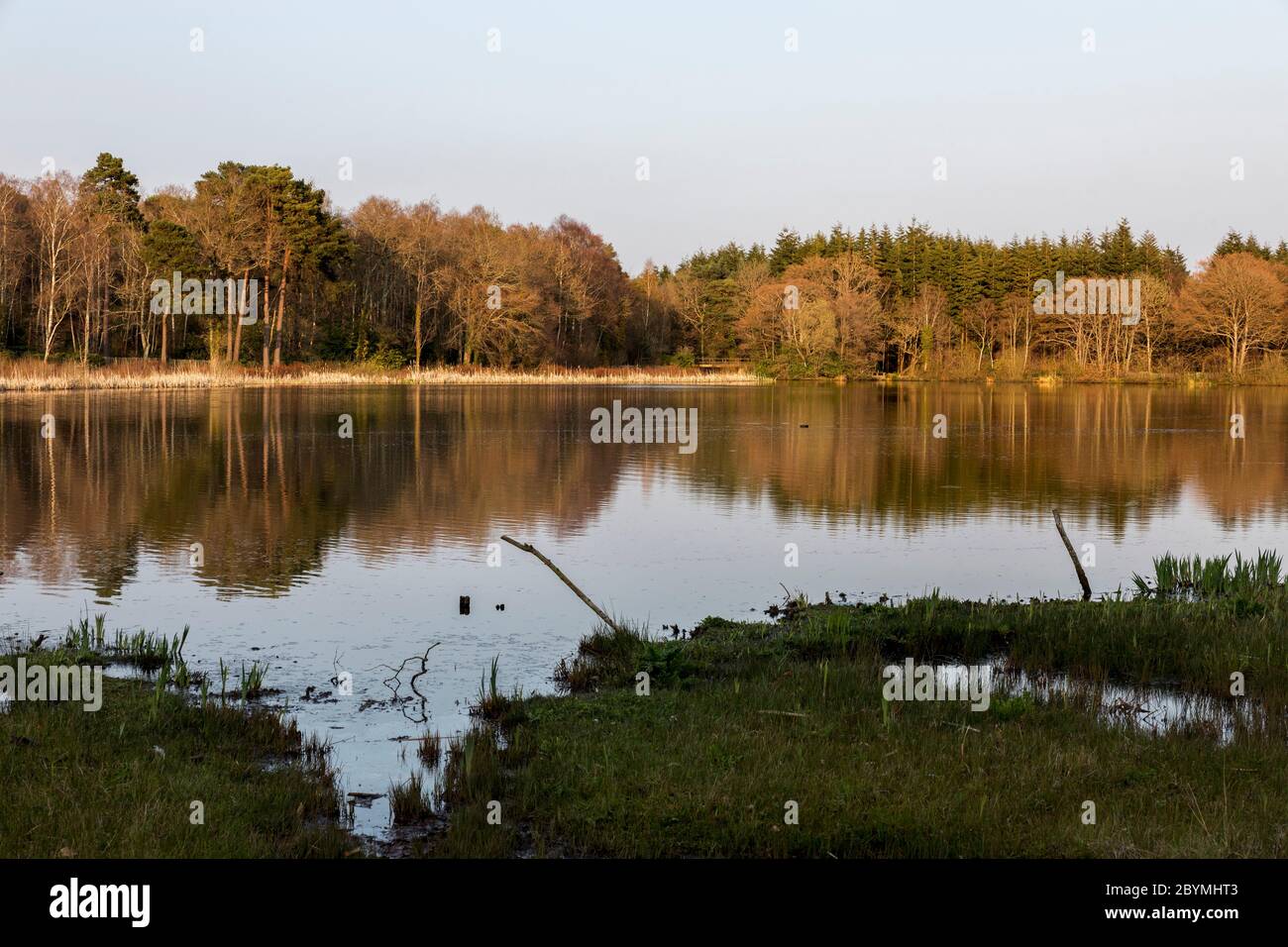 Stover Country Park; Lake; Devon; UK Stock Photo - Alamy