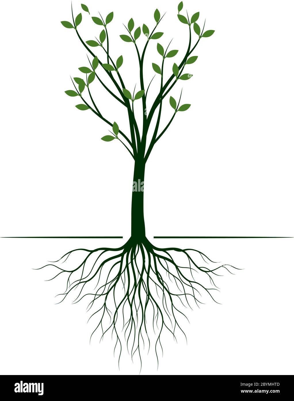 Tree Roots Drawing Vector