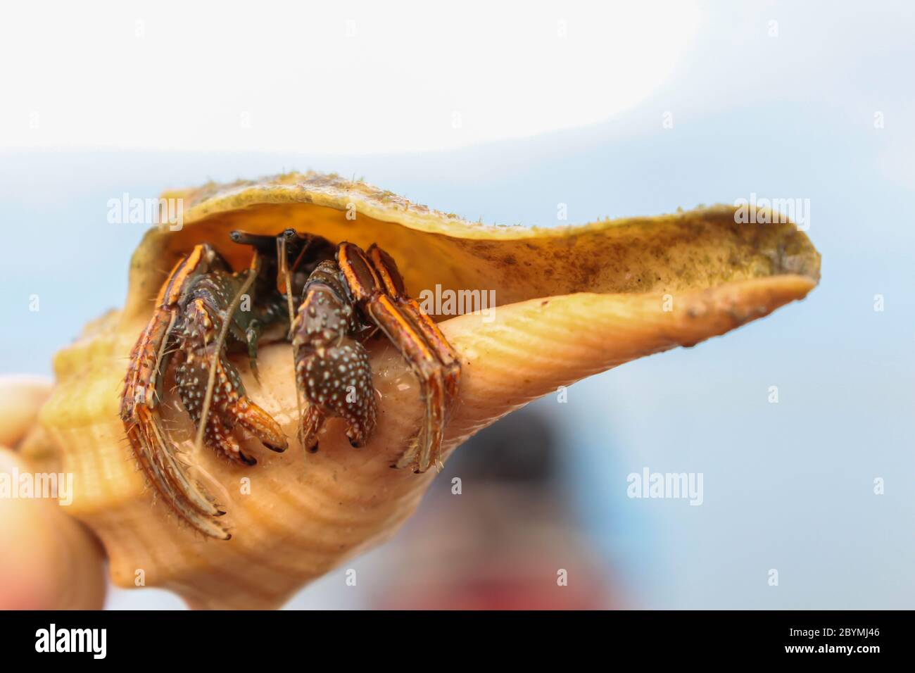 hermit crab in conch shell on Samui baech Stock Photo - Alamy