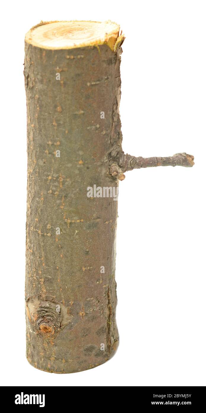 Broken log Cut Out Stock Images & Pictures - Alamy