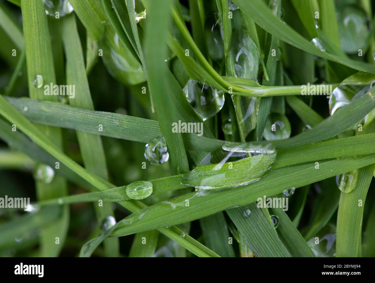 Strands of grass hi-res stock photography and images - Alamy