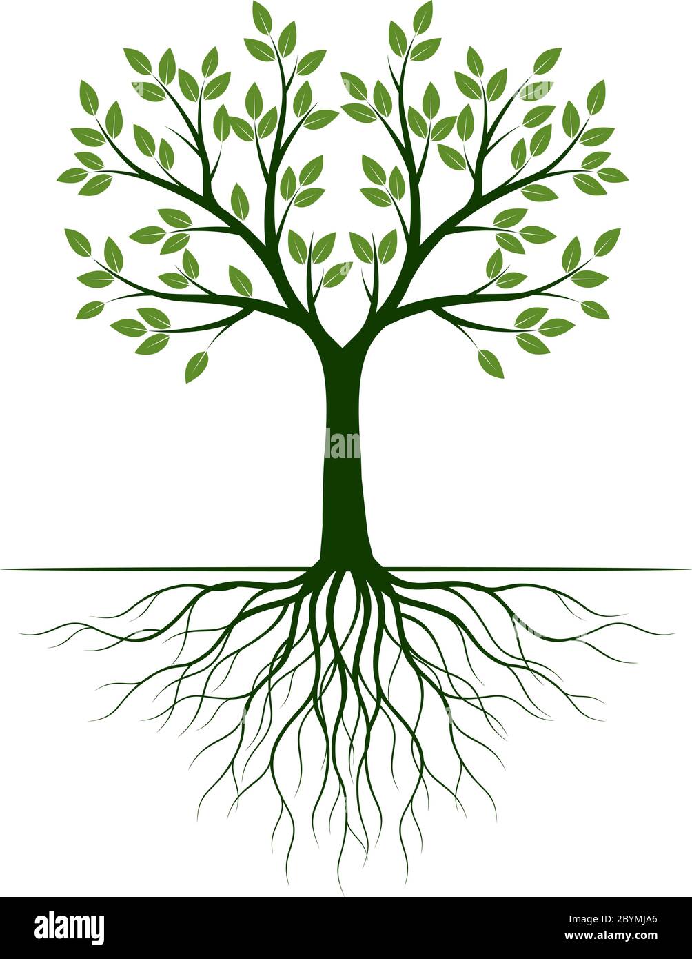 Green Spring Tree with Roots. Vector outline Illustration. Plant in ...