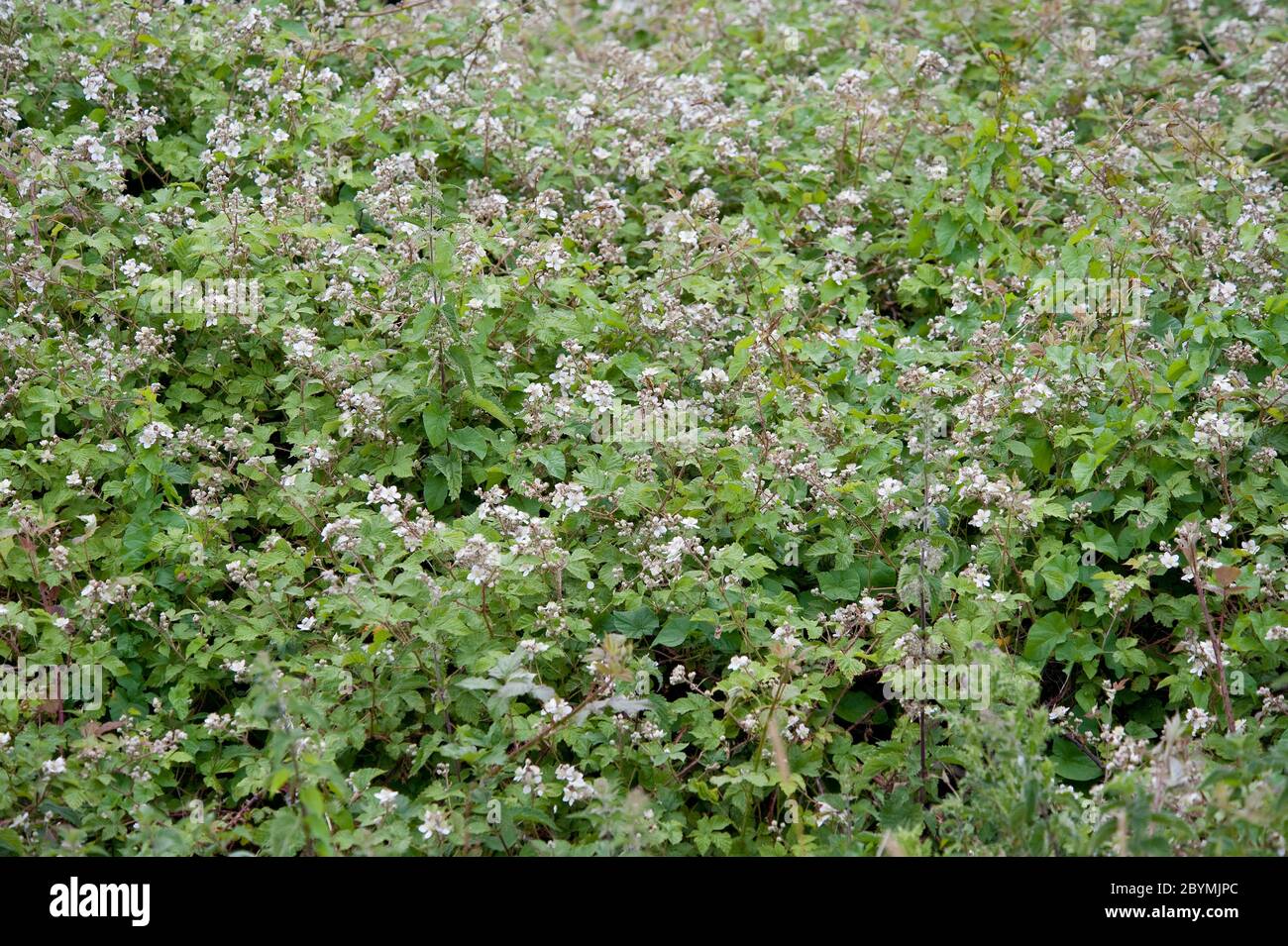 brambles out in bloom as spring turns to summer in southern england ...