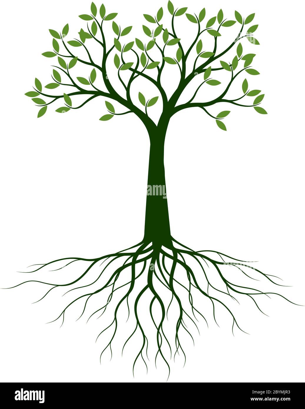 Green Spring Tree with Roots. Vector outline Illustration. Plant in ...