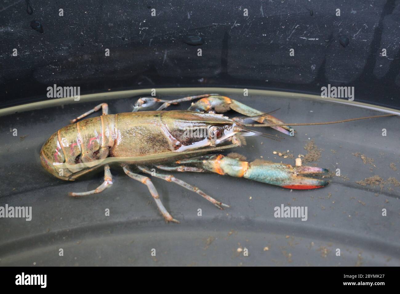 close-up macro crawfish or crayfish of lobster farm market Stock Photo ...