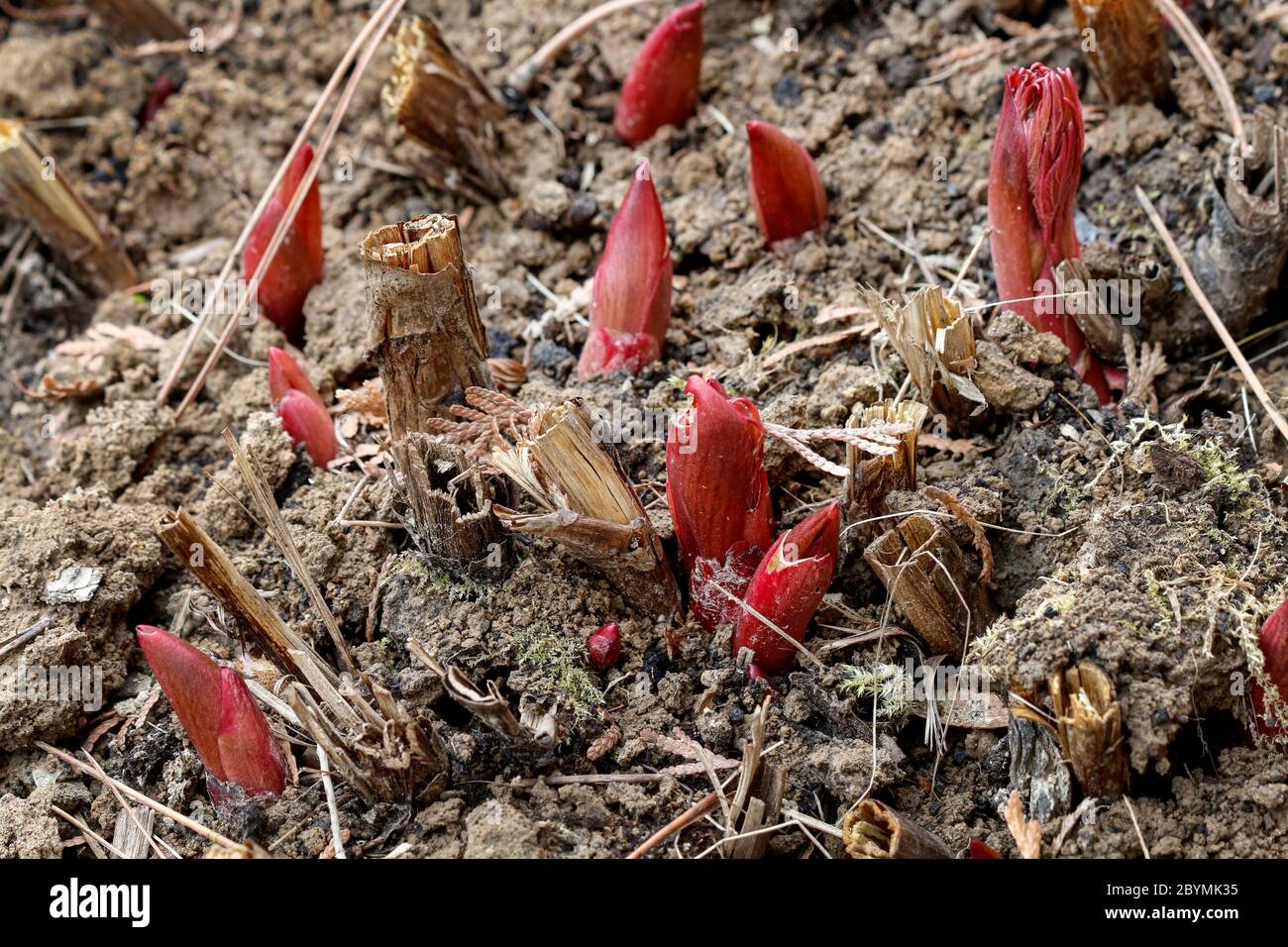 Peonies Coming Through The Ground