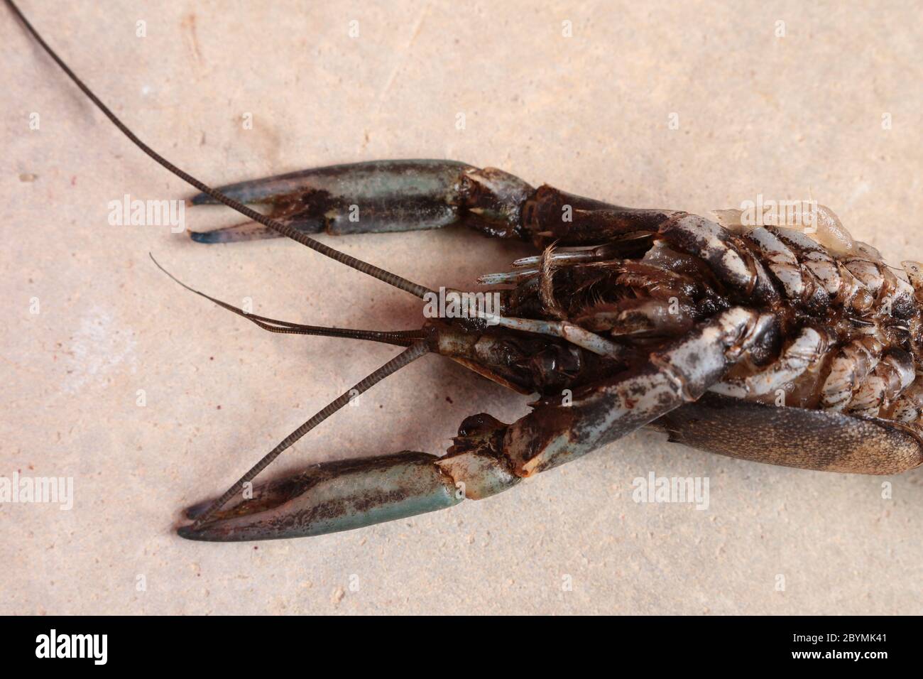 close-up macro molting crawfish or crayfish of lobster farm market ...