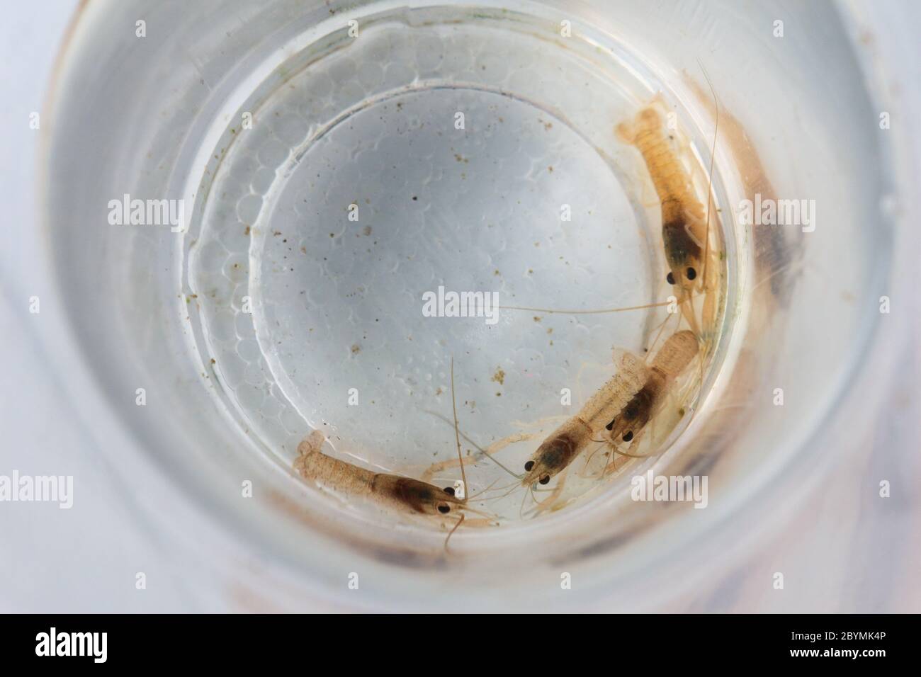 close-up macro baby little of breeding crawfish or crayfish in farm ...