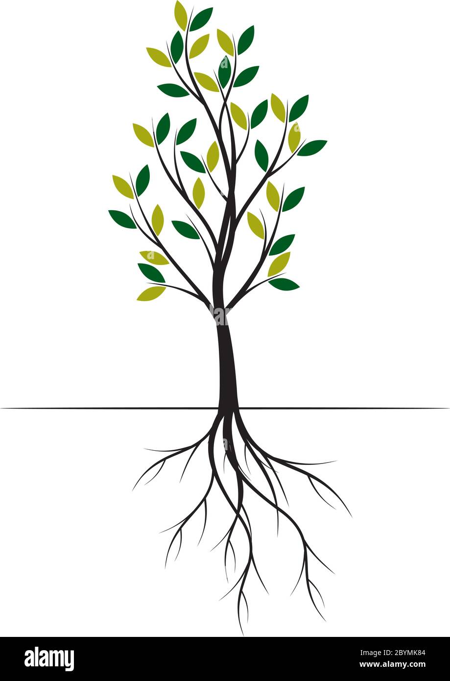 Green spring Tree. Roots and Leaves. Vector outline graphic Stock ...