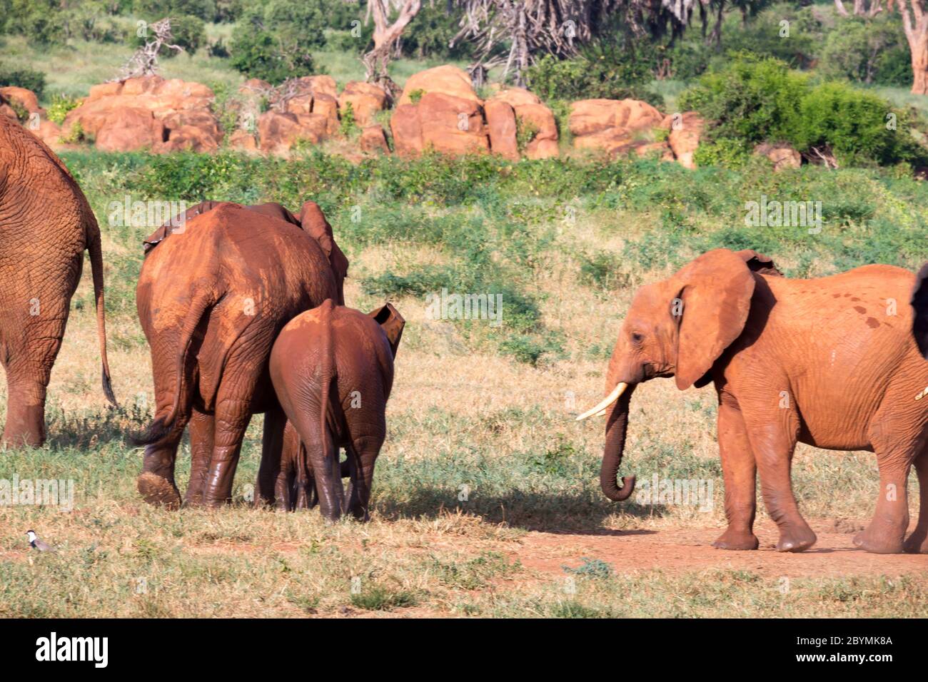 The large family of red elephants on their way through the Kenyan ...