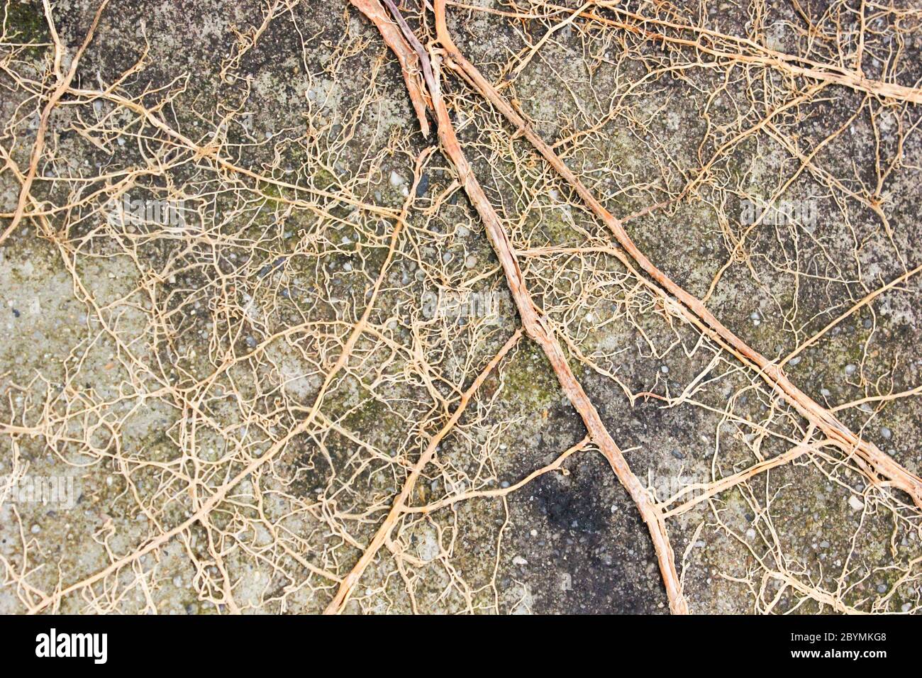 vintage dried roots on wall stone texture background Stock Photo - Alamy