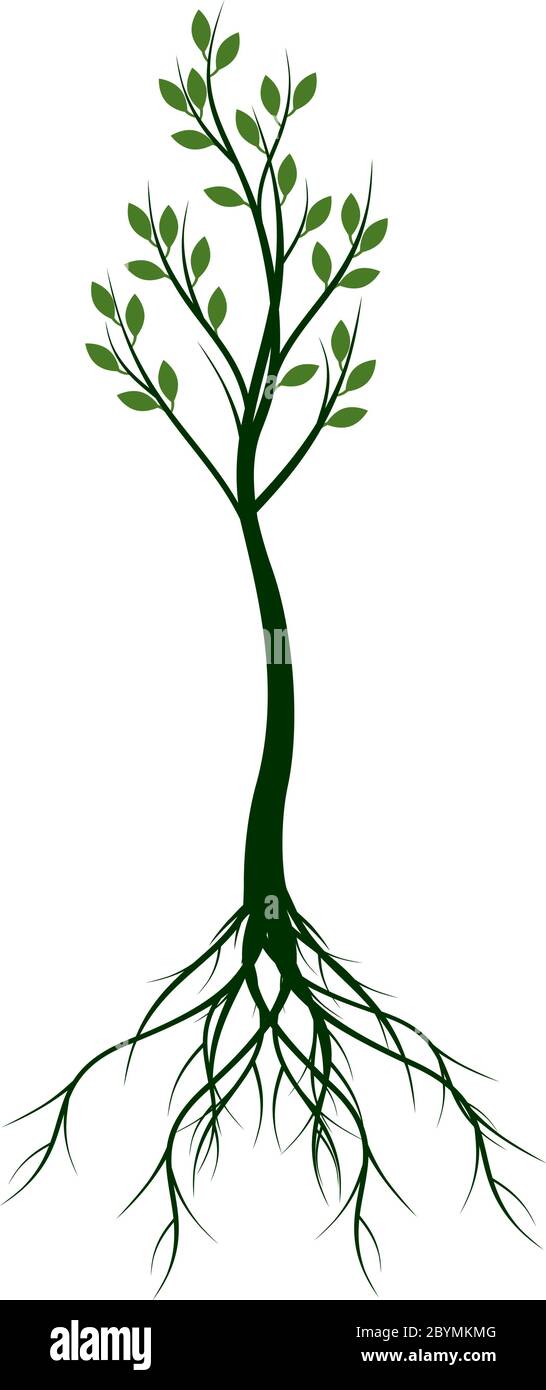 Green spring Tree. Roots and Leaves. Vector outline graphic Stock ...