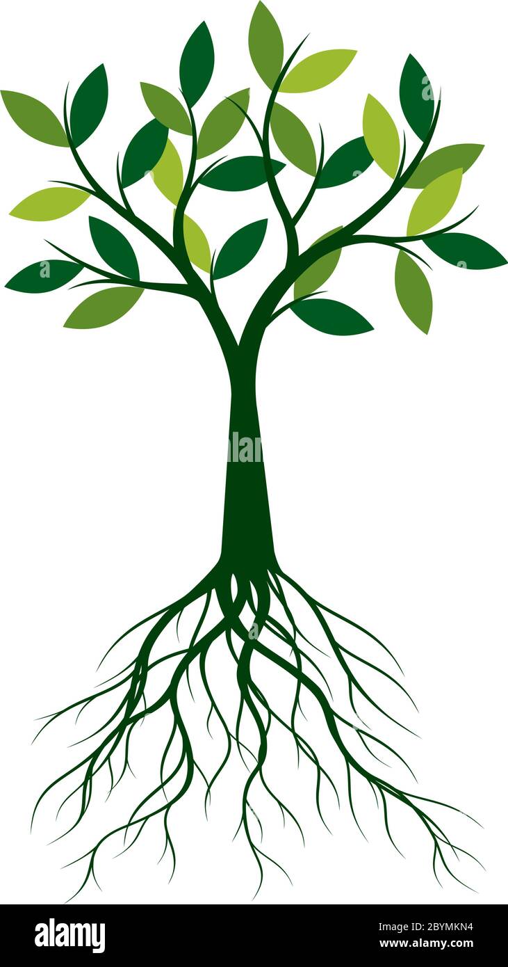 Green spring Tree. Roots and Leaves. Vector outline graphic Stock ...