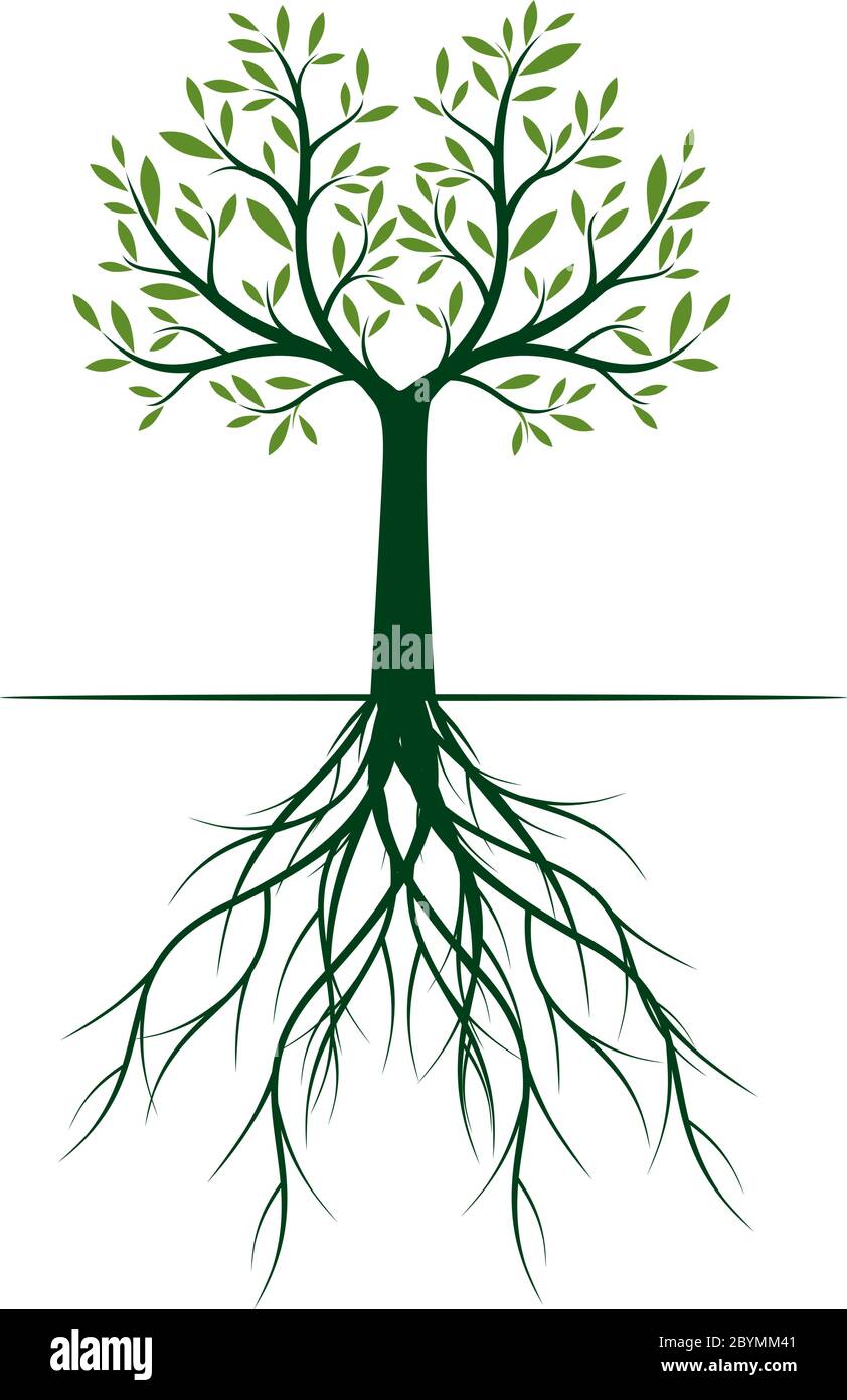Drawing of apple tree with roots hi-res stock photography and images ...