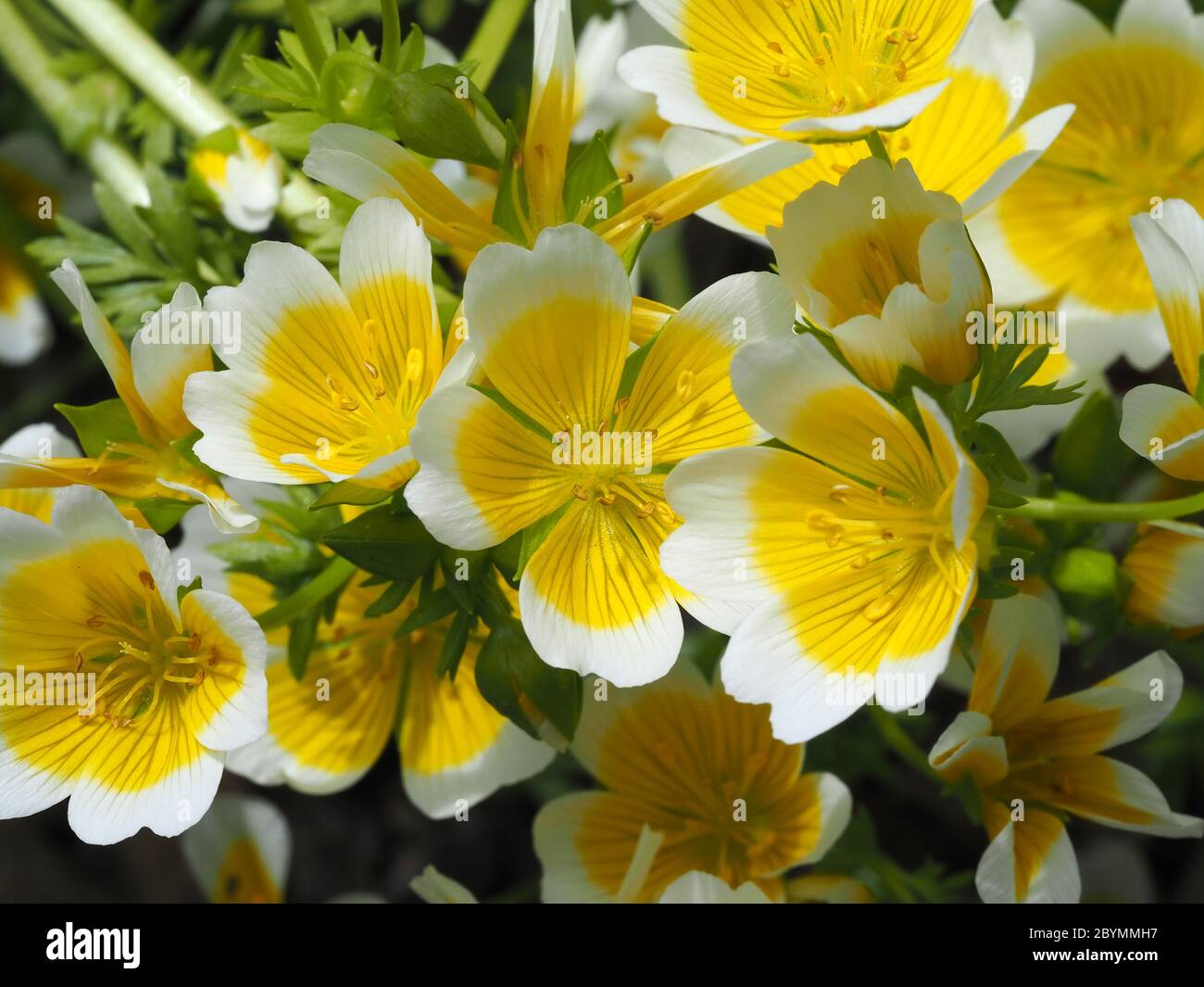 Poached egg plant in flower in a West Wales garden Stock Photo - Alamy