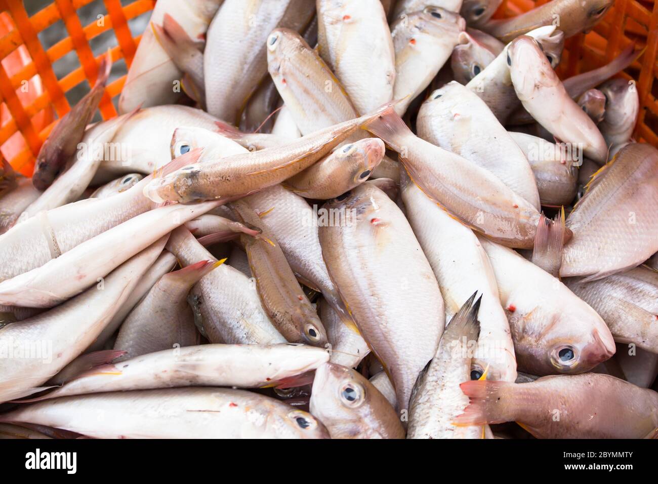 stack of fresh fish in basket sold in fish dock market Stock Photo - Alamy