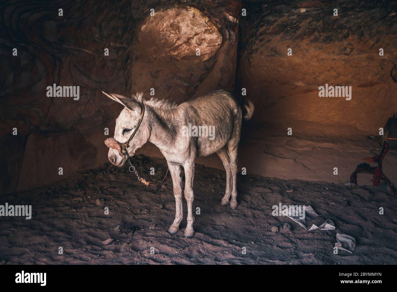 Tamed donkey highland desert rocky farming animal portrait on a leash ...