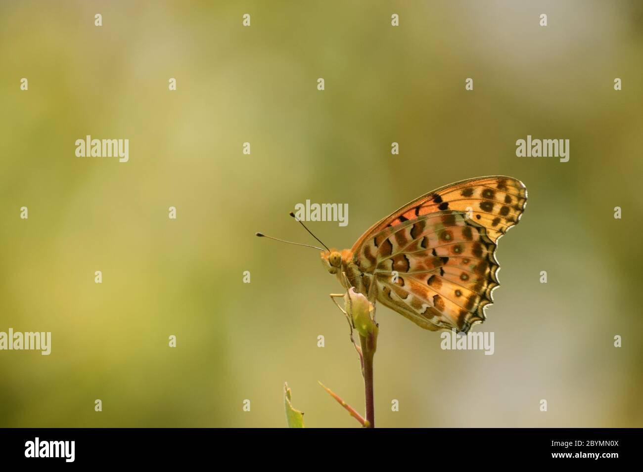 beautiful indian butterfly Stock Photo - Alamy