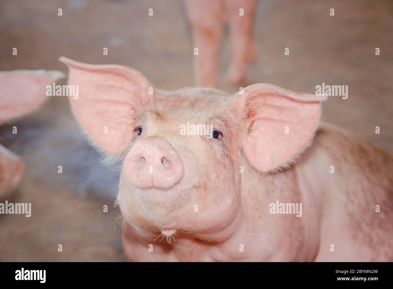 Group of pig that looks healthy in local ASEAN pig farm at livestock ...