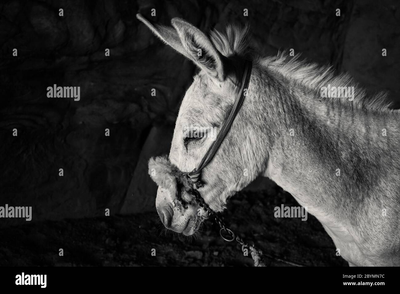 Tamed donkey highland desert rocky farming animal portrait on a leash ...