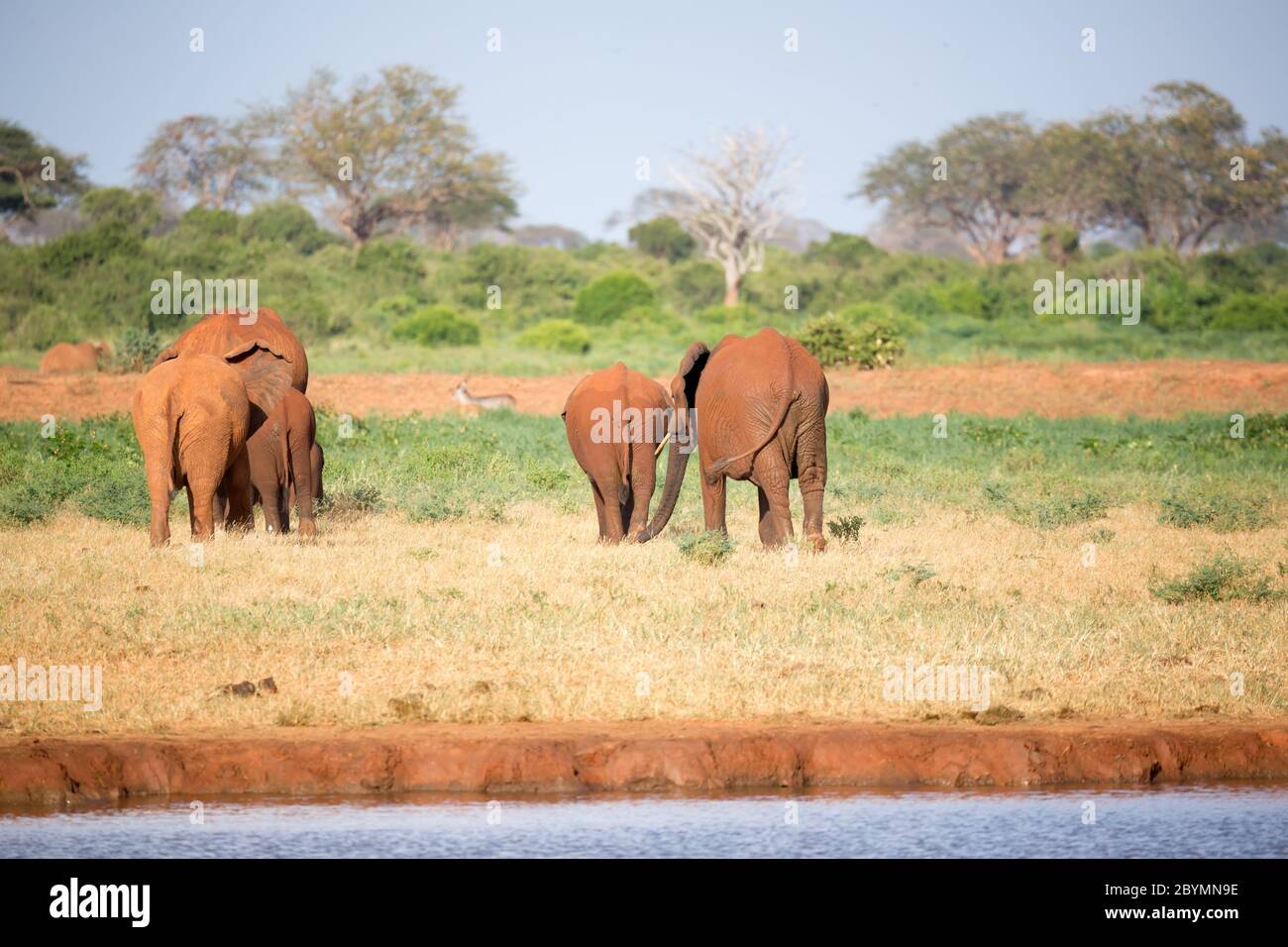 The large family of red elephants on their way through the Kenyan ...