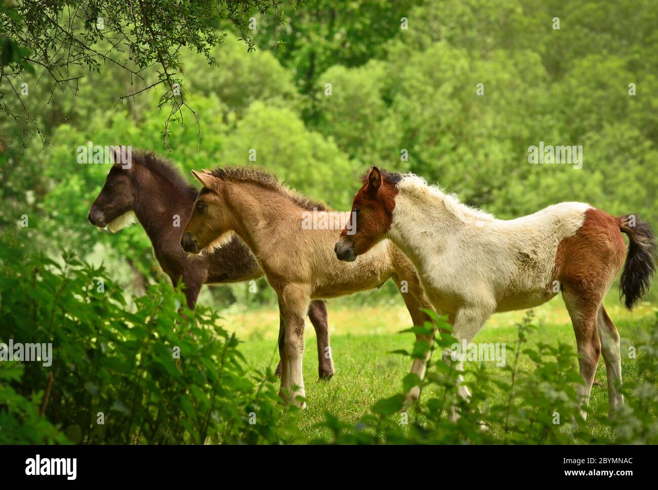 Three pretty and cute foals, a black one, a dun horse and a chestnut, Icelandic horse, foals ...