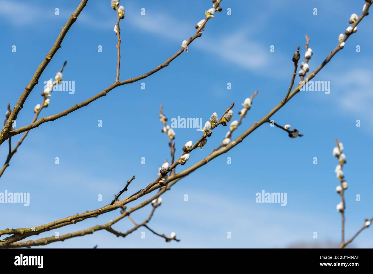 Barbara branch hi-res stock photography and images - Alamy