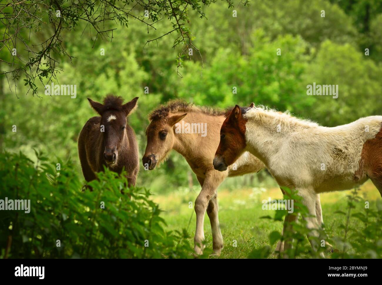 Three pretty and cute foals, a black one, a dun horse and a chestnut, Icelandic horse, foals ...