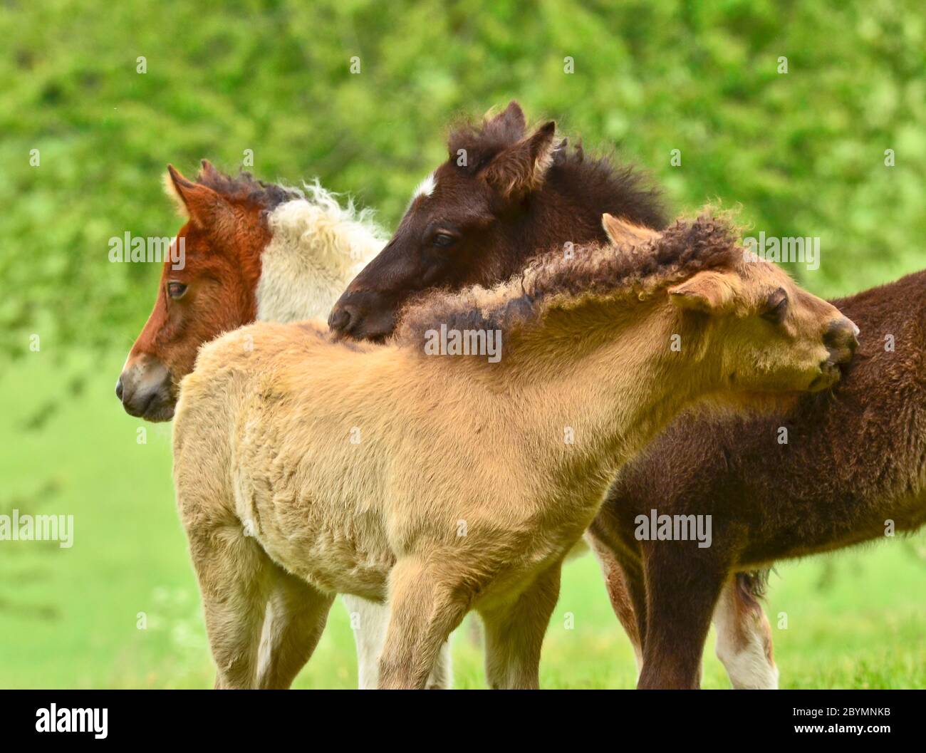 Cute Foals Playing