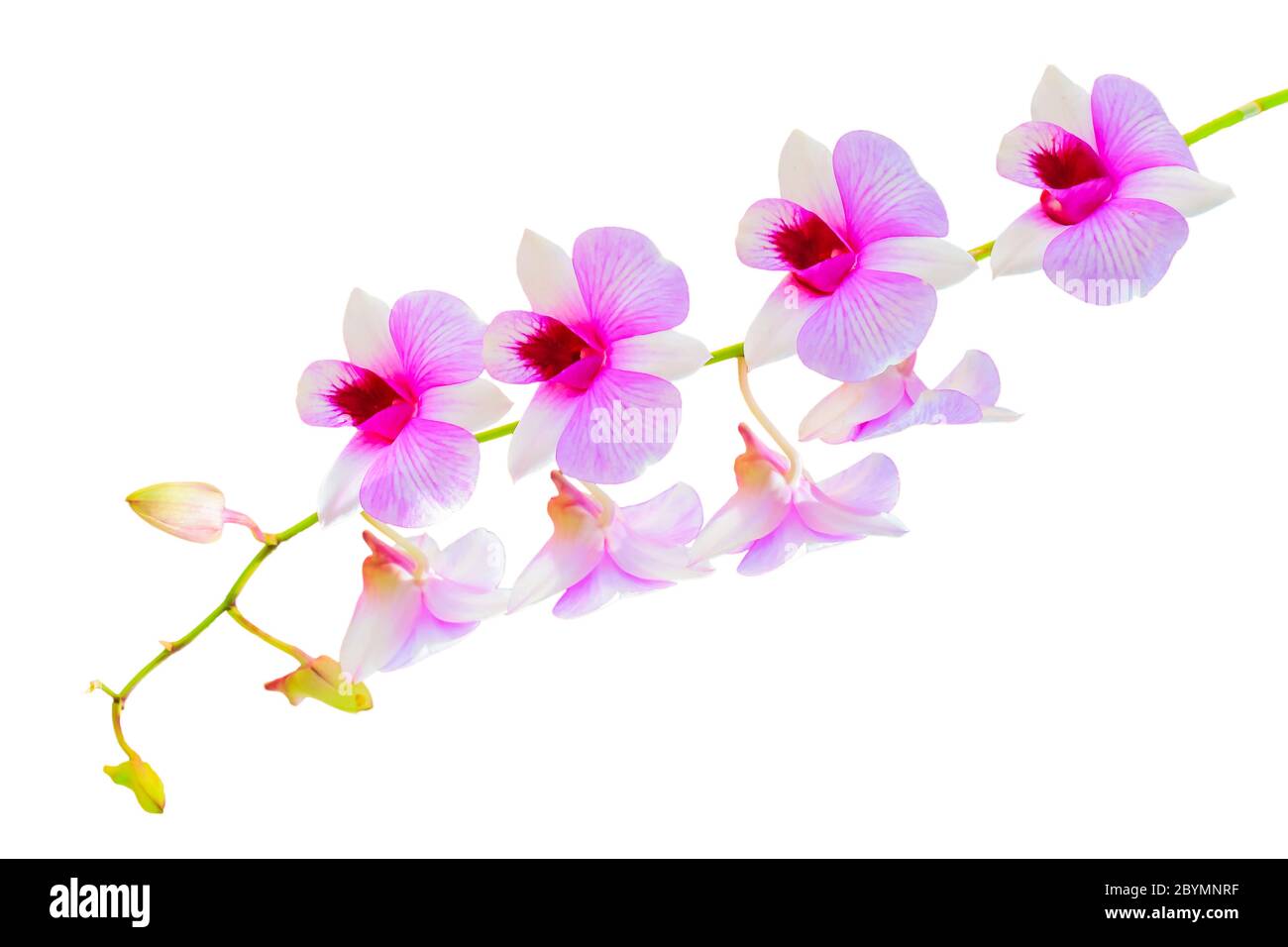 flower dendrobium orchid isolated on white background Stock Photo - Alamy