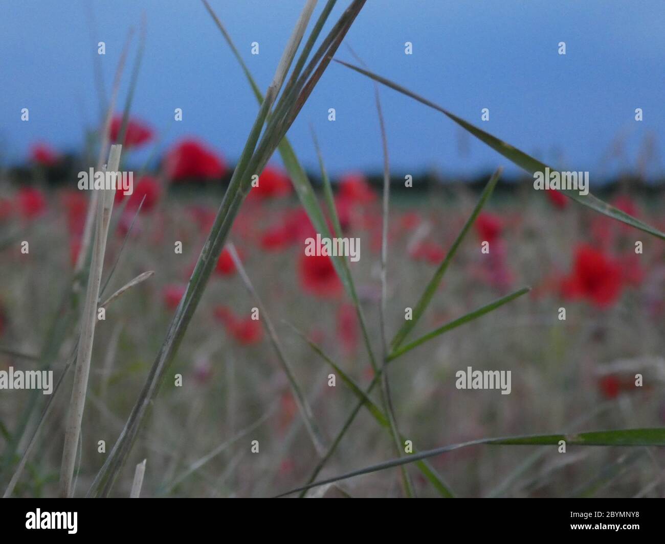 Ww2 poppy fields hi-res stock photography and images - Alamy
