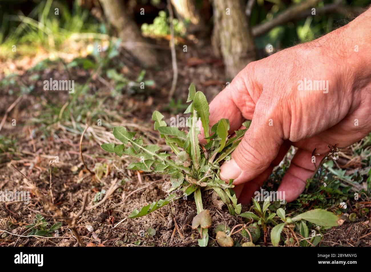 Removal of weeds from the ground in the home garden. Spring work Stock ...