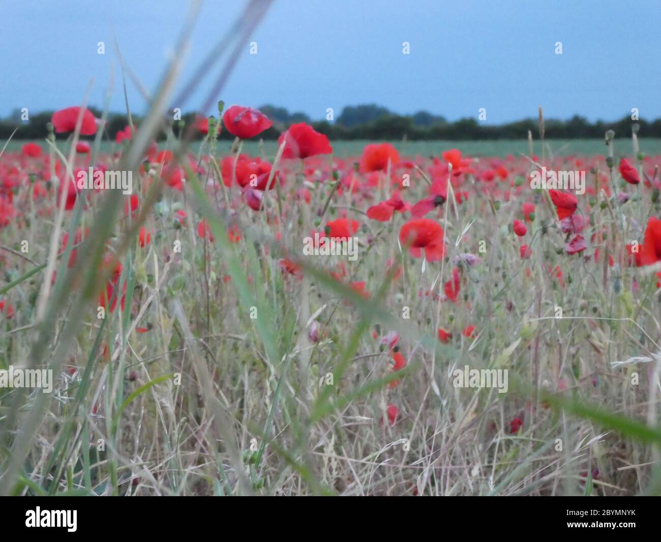 Ww2 poppy fields hi-res stock photography and images - Alamy
