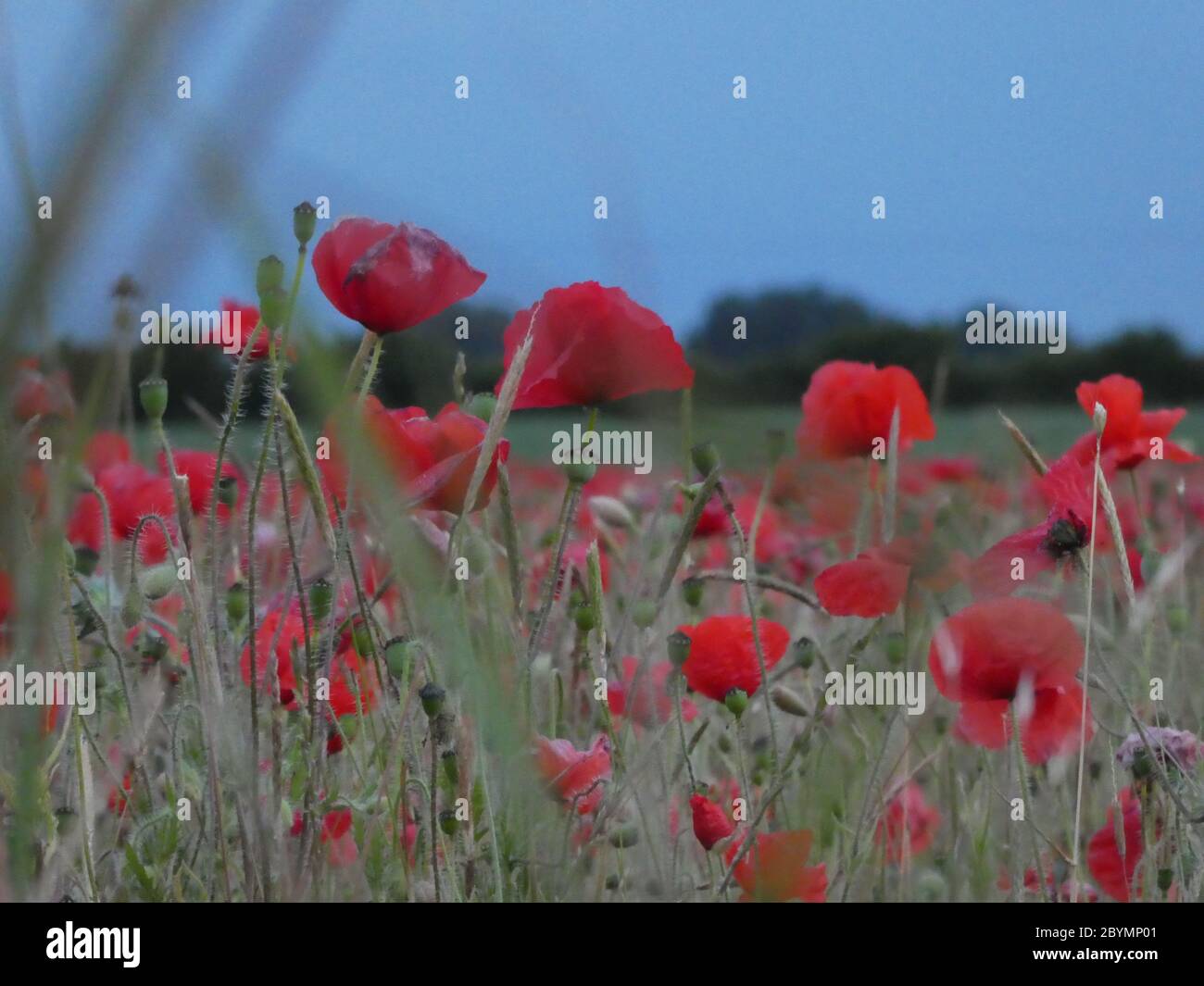 Ww2 poppy fields hi-res stock photography and images - Alamy