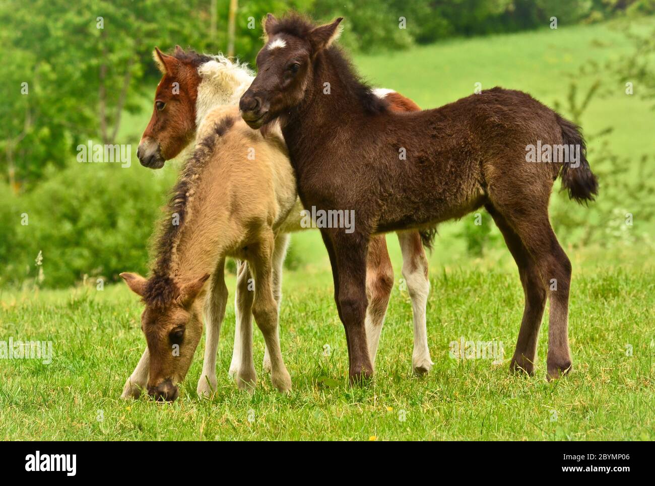 Horse twitch hi-res stock photography and images - Alamy